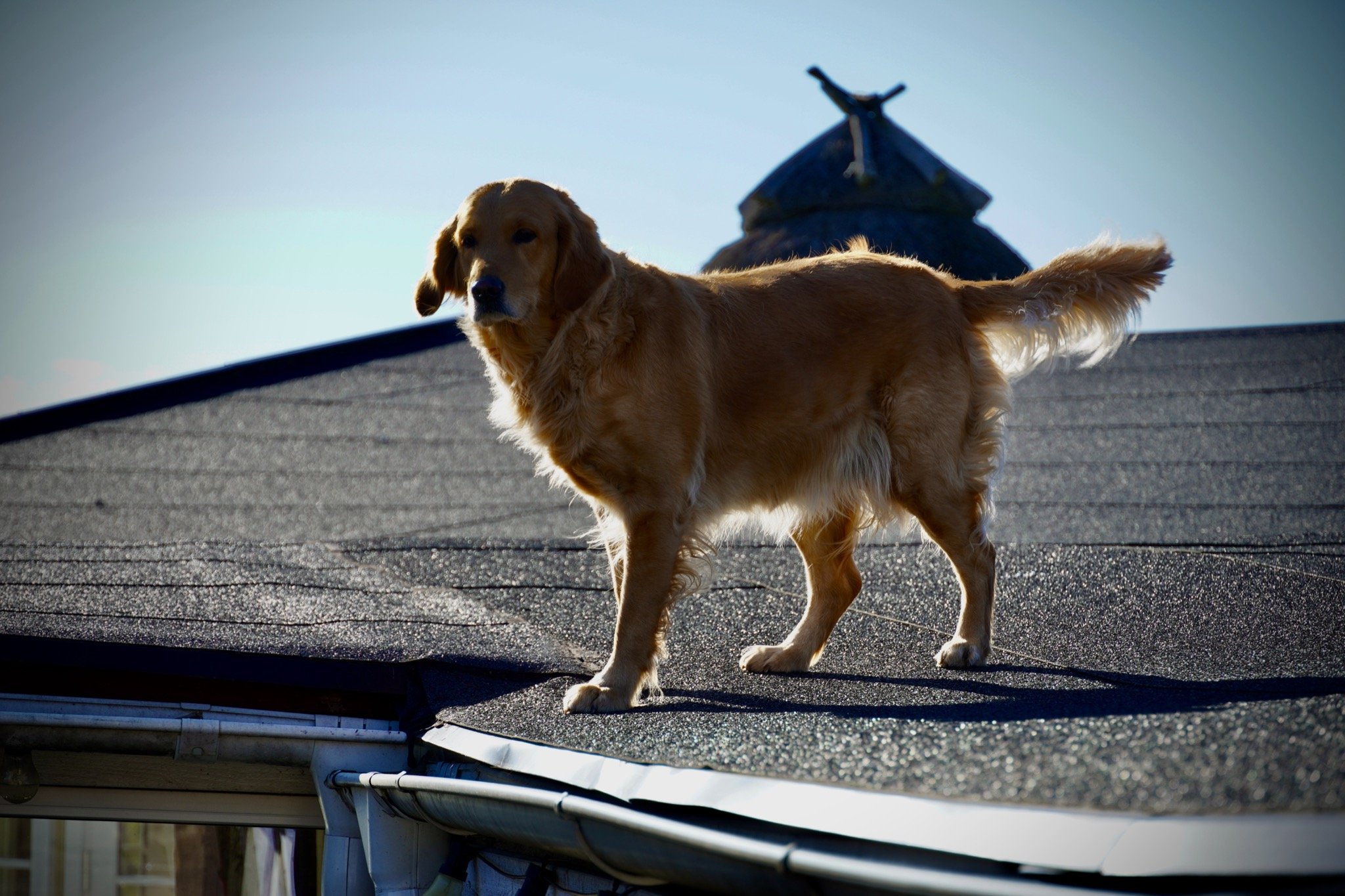 Så tar du hunden med dig ner i skyddsrummet – Cornucopia?