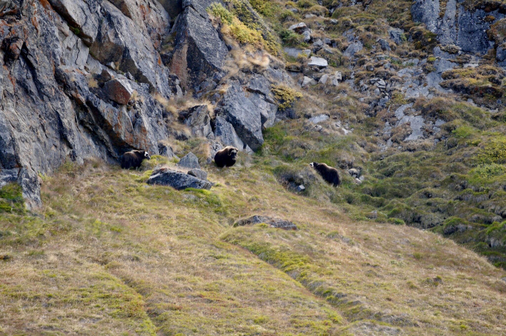 Lägesuppdatering Grönland 20260115 – Cornucopia?